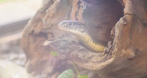 Snake Sighting Spiritual Meaning & Symbolism: What Does It Mean ...