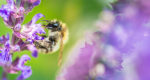 Bees Flying: What Do Bees Represent Spiritually? | California Psychics