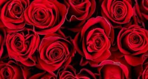 The Meaning Behind Your Valentine's Day Flowers | California Psychics