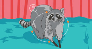 Raccoon Sighting & Symbolism: What Does Seeing a Raccoon Mean ...