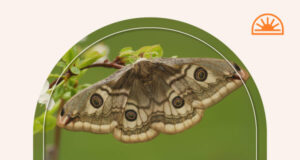 Spiritual Meaning of a Moth - Meaning of a Moth Sighting | California ...