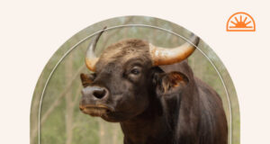 Taurus Animals - Animals Spiritually Connected To Taurus | California ...